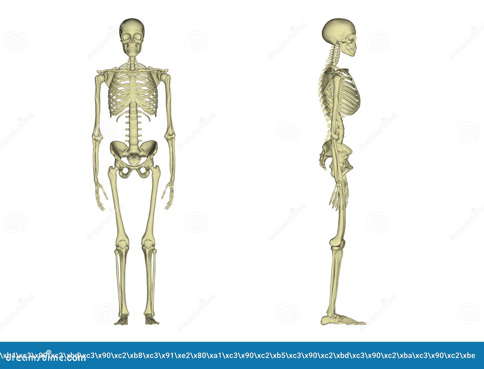 Skeleton on a White Background. Front View. Side View. Anatomy. Part of ...