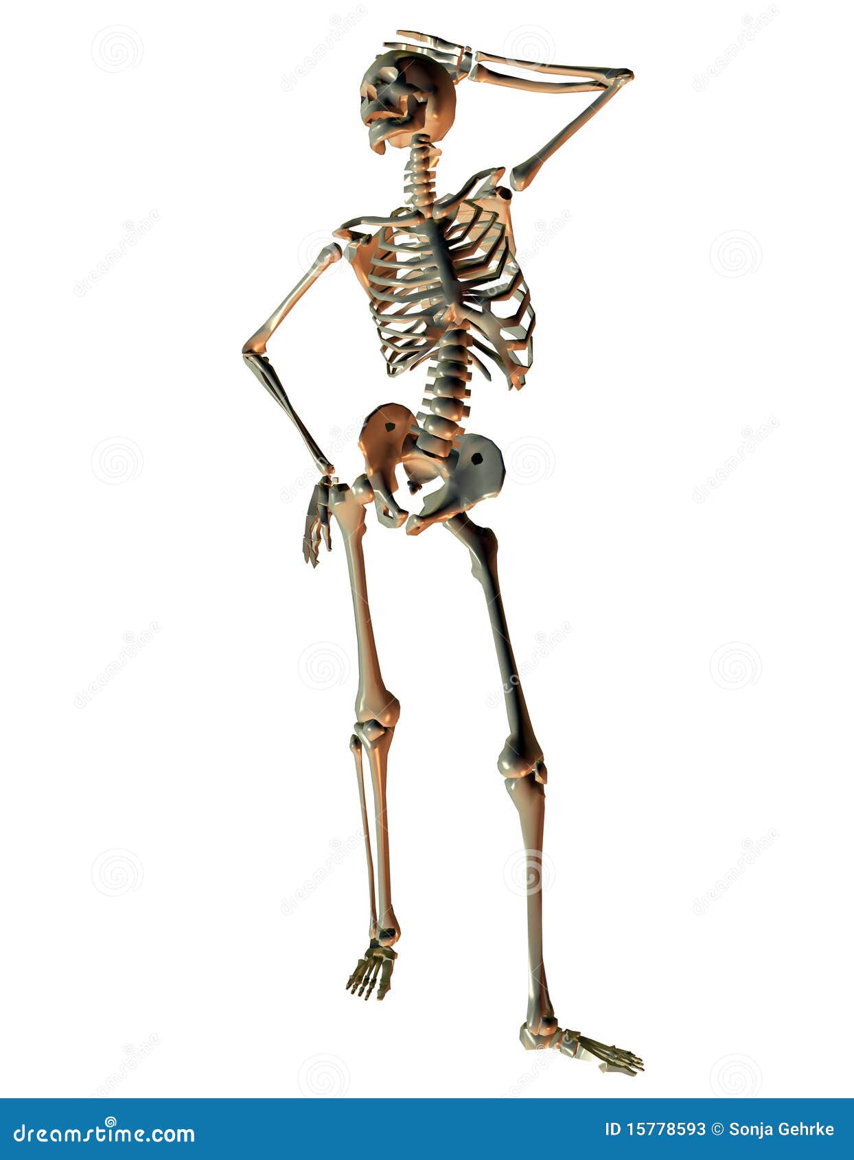 Skeleton In Model Pose Stock Photos - Image: 15778593