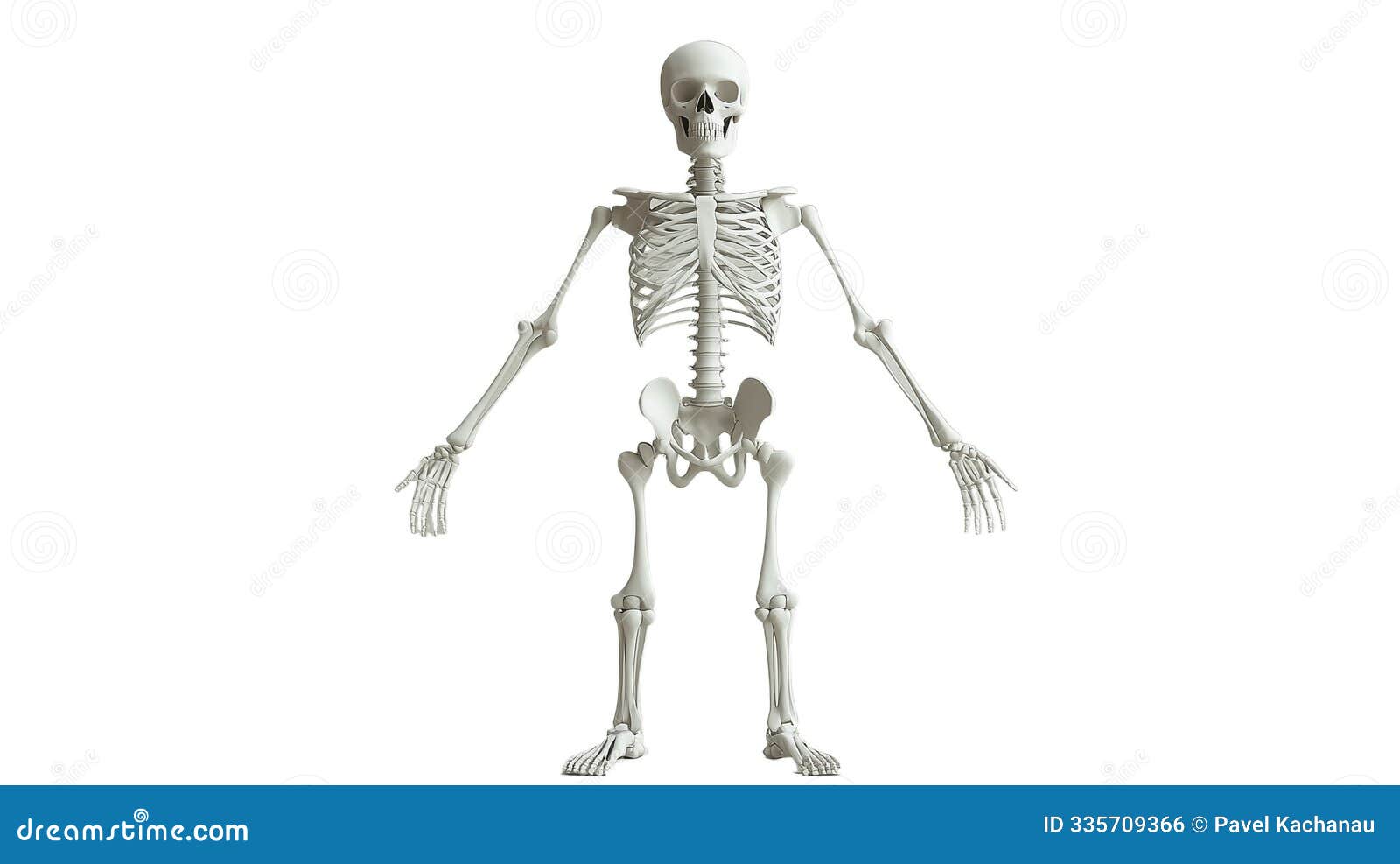 A Skeleton Model Stands Upright, Showcasing Human Bone Structure for ...