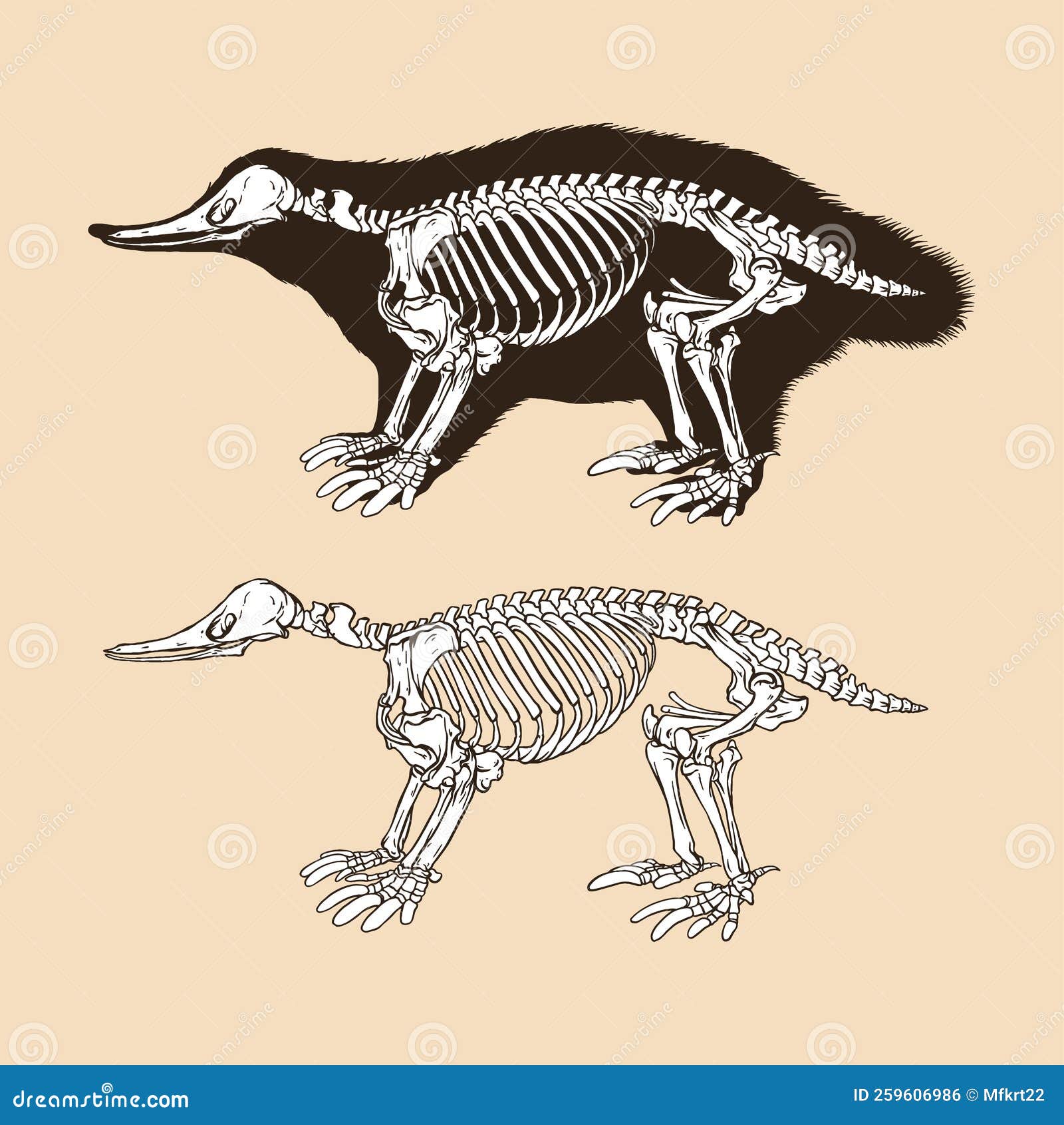 Monotremata Cartoons, Illustrations & Vector Stock Images - 30 Pictures ...