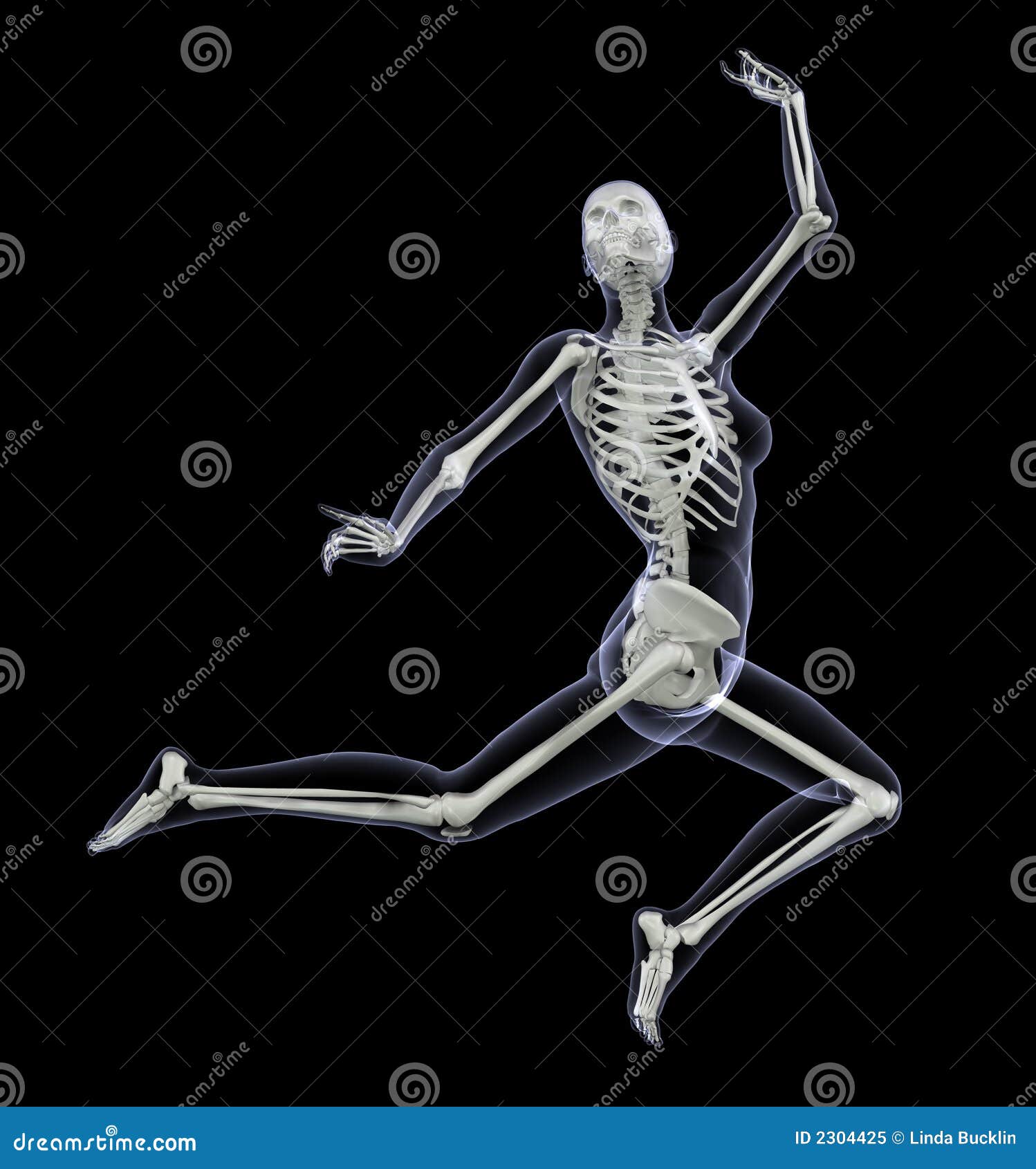 Skeleton in Motion 2 stock illustration. Illustration of healthcare ...