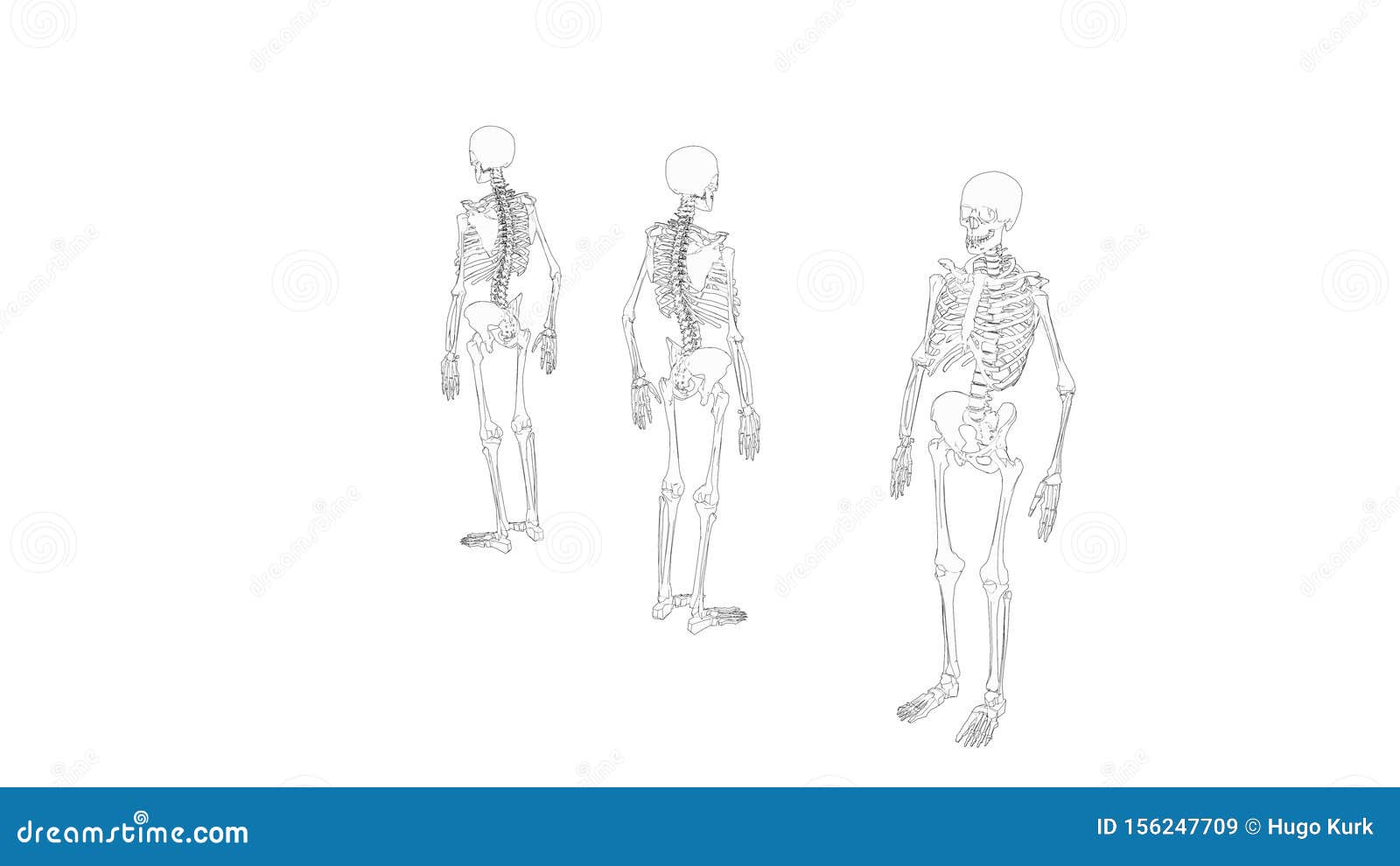 Skeleton Multiple Views of a Human Computer Renderd Skeleton, Stock ...