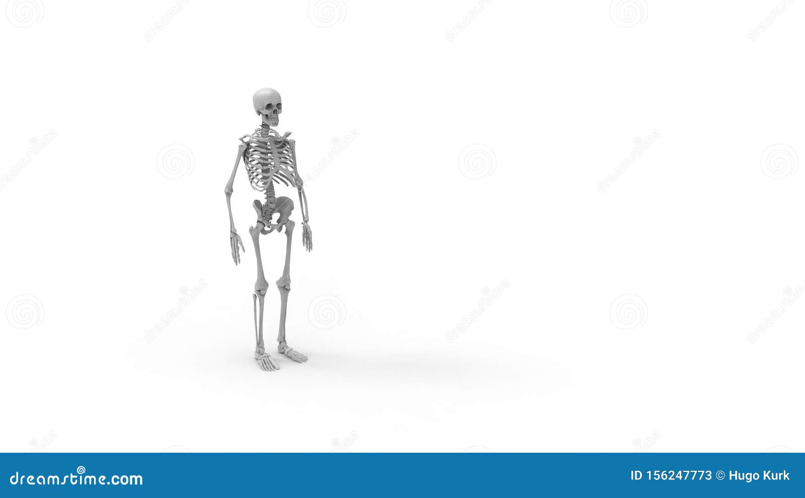 Skeleton Multiple Views Of A Human Computer Renderd Skeleton, Royalty ...