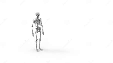 Skeleton Multiple Views of a Human Computer Renderd Skeleton, Stock ...