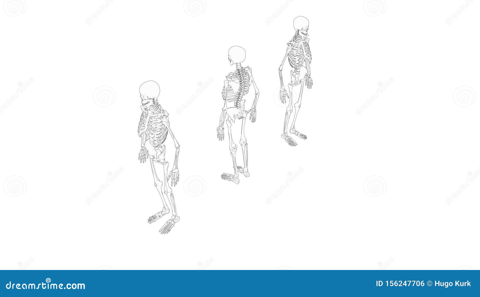 Skeleton Multiple Views Of A Human Computer Renderd Skeleton, Royalty ...
