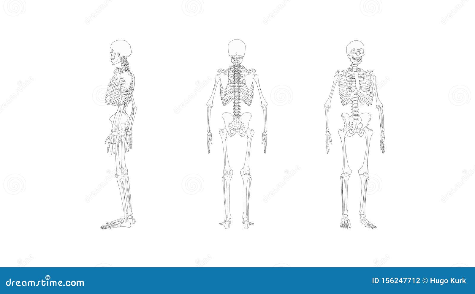 Skeleton Multiple Views Of A Human Computer Renderd Skeleton, Stock ...