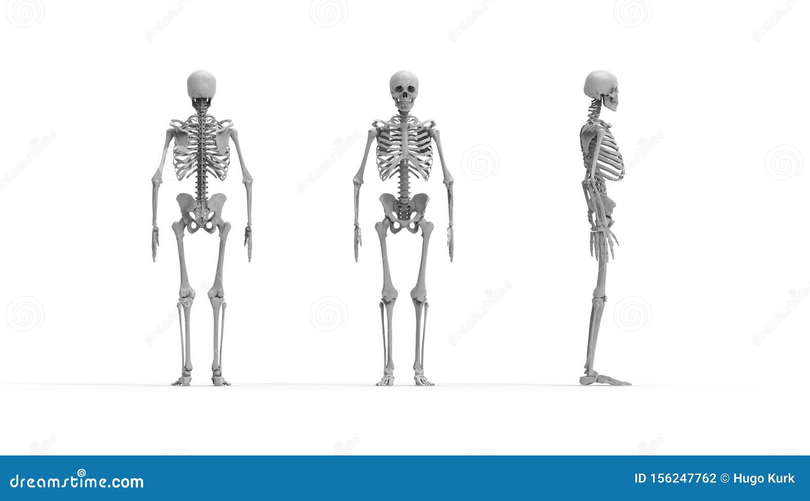 Skeleton Multiple Views of a Human Computer Renderd Skeleton, Stock ...