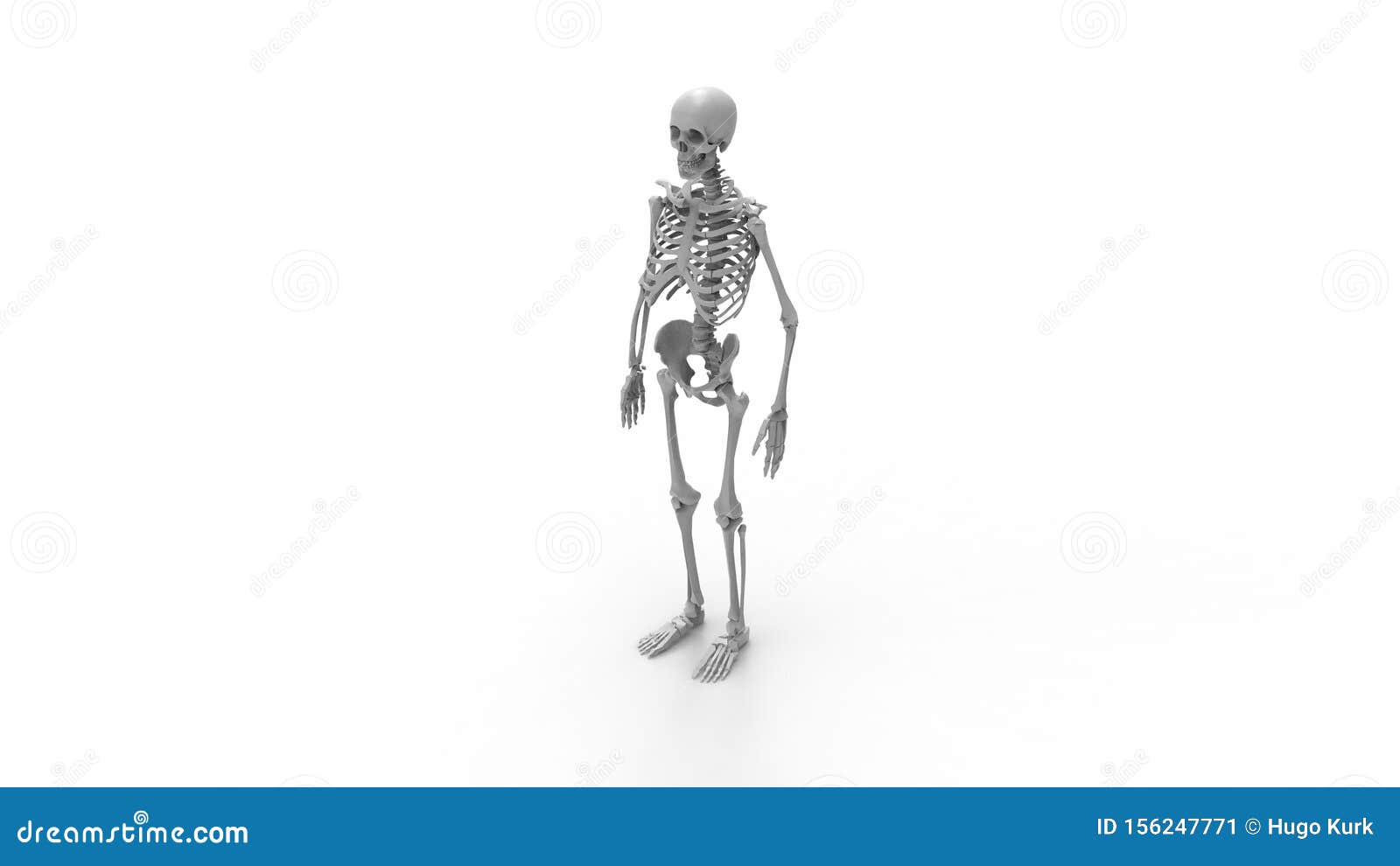 Skeleton Multiple Views Of A Human Computer Renderd Skeleton, Royalty ...