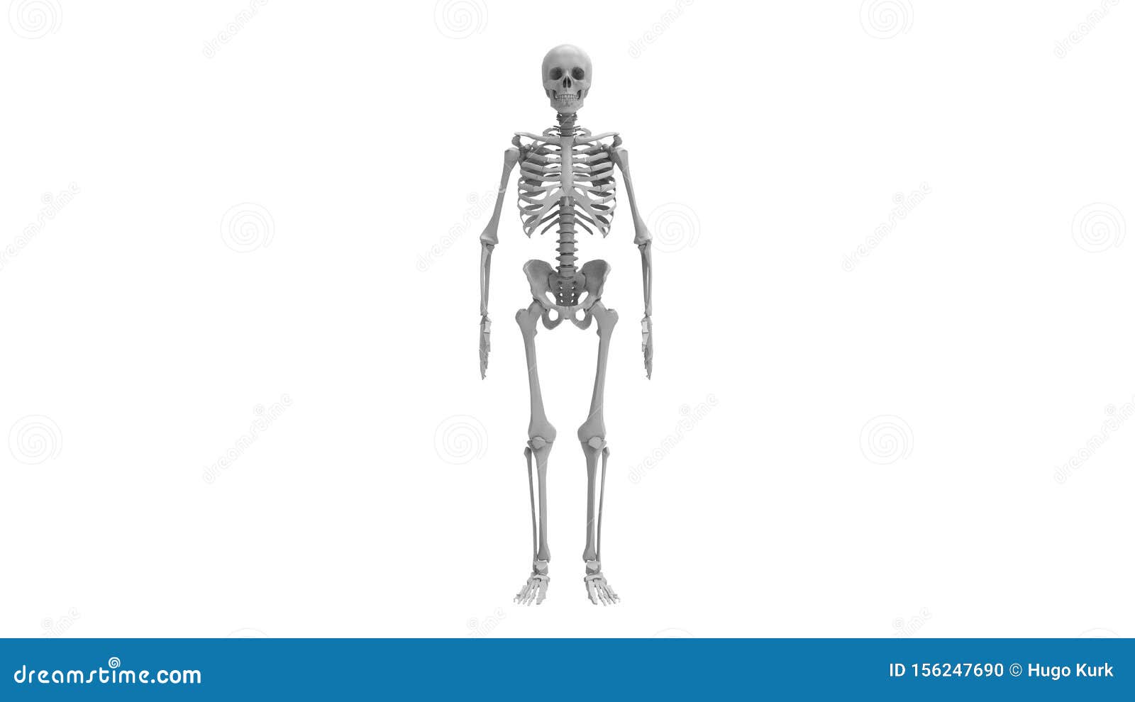 Skeleton Multiple Views of a Human Computer Renderd Skeleton, Stock ...