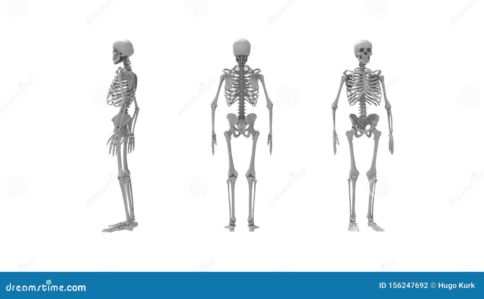 Skeleton Multiple Views of a Human Computer Renderd Skeleton, Stock ...