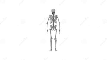 Skeleton Multiple Views of a Human Computer Renderd Skeleton, Stock ...