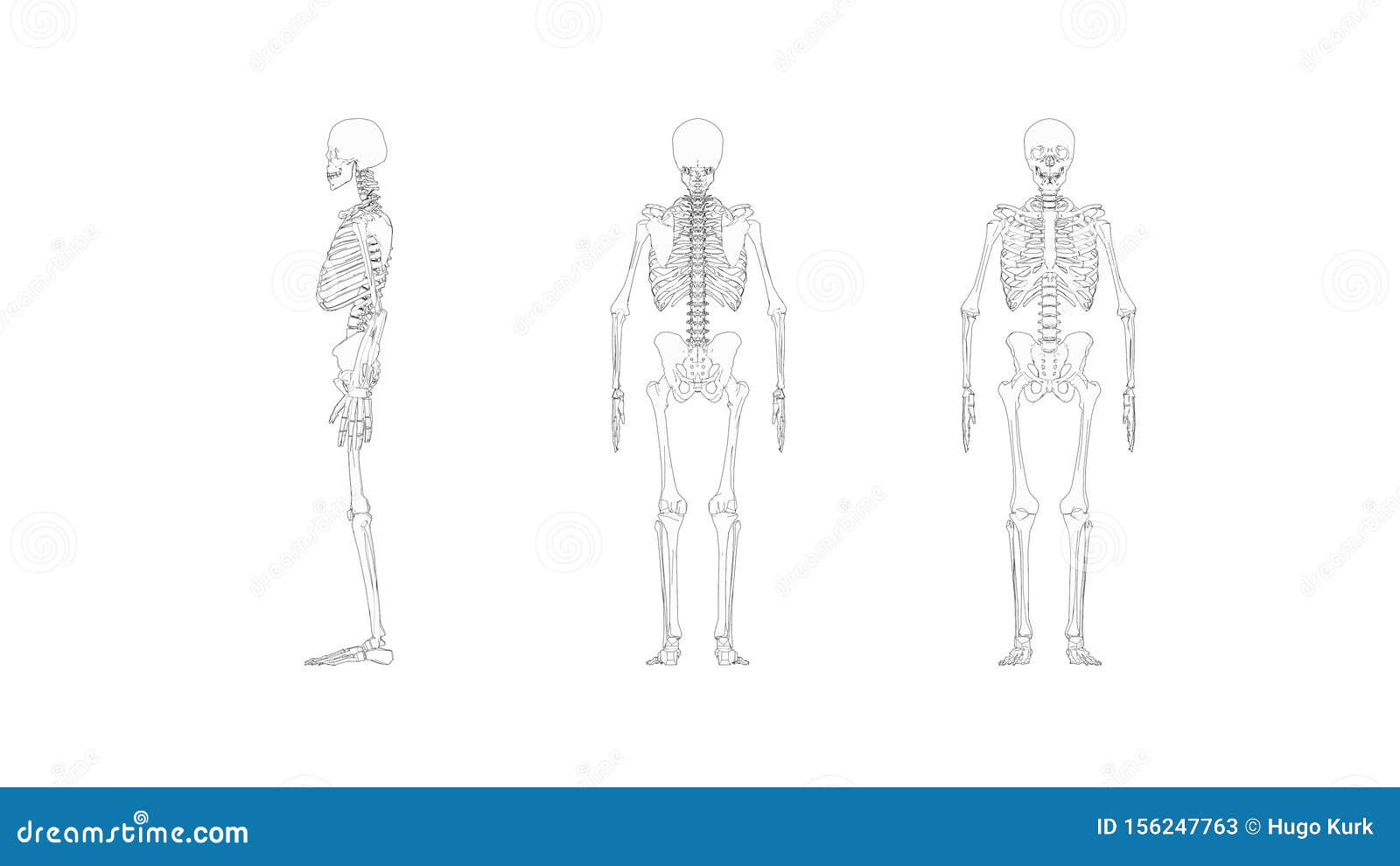 Skeleton Multiple Views of a Human Computer Renderd Skeleton, Stock ...