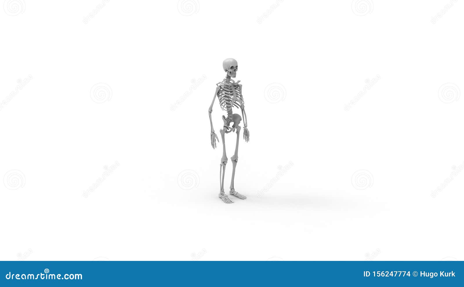 Skeleton Multiple Views Of A Human Computer Renderd Skeleton, Royalty ...