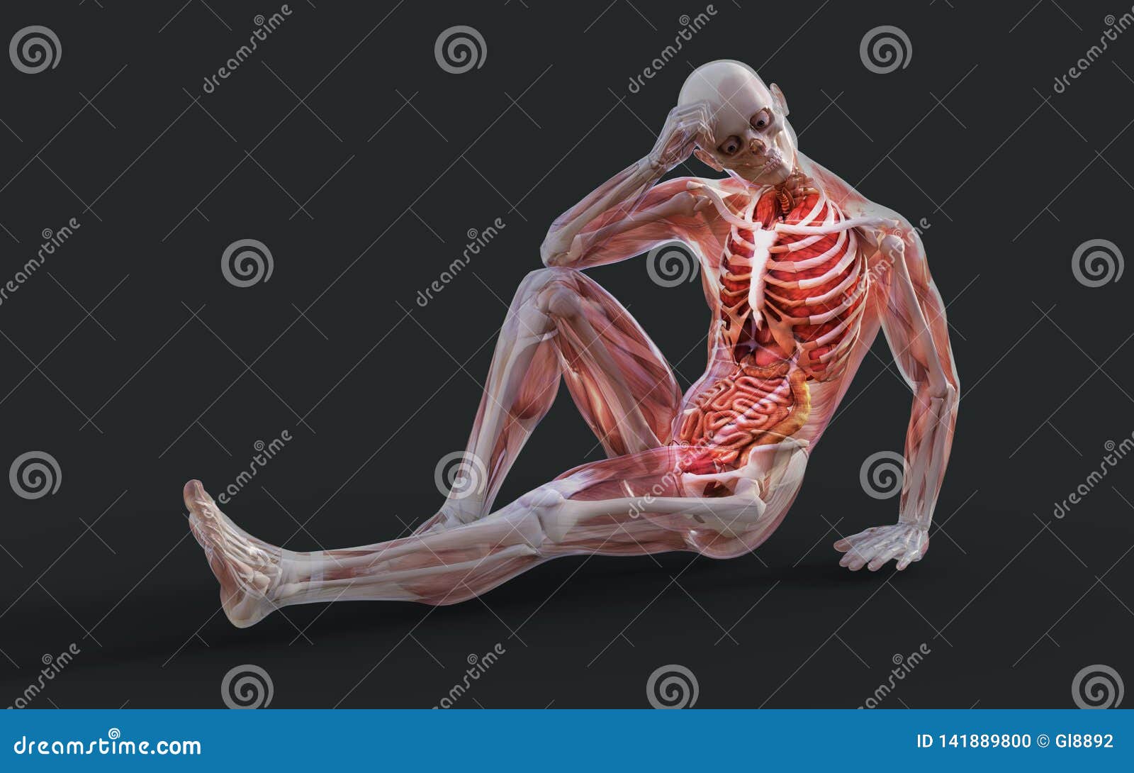 Skeleton Muscle System, Bone and Digestive System Stock Illustration ...