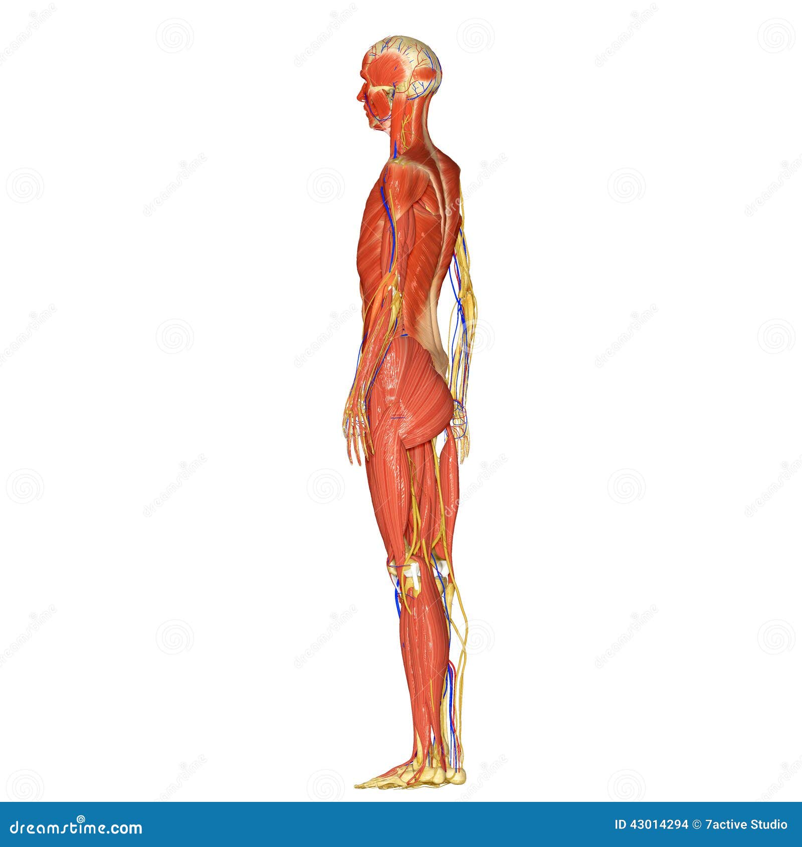 Skeleton With Muscles Side Stock Photo | CartoonDealer.com #43014294