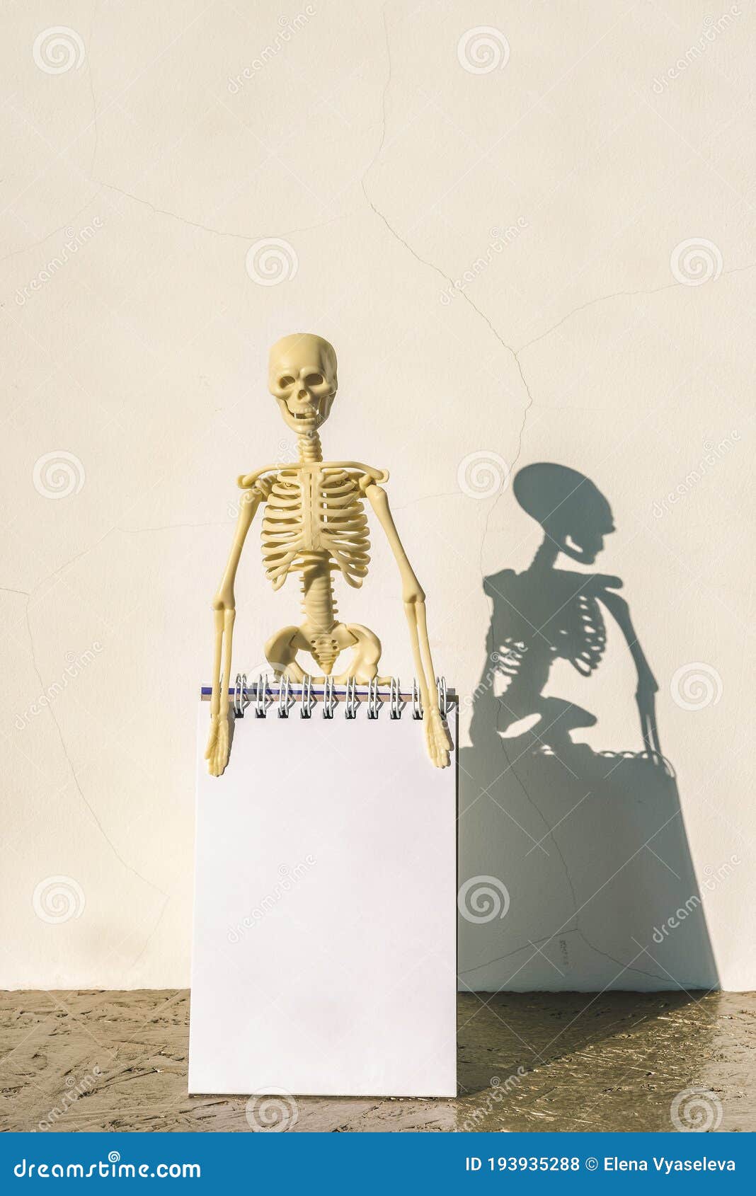 Skeleton and Note Paper on Table, Copy Space for Text, Template for ...