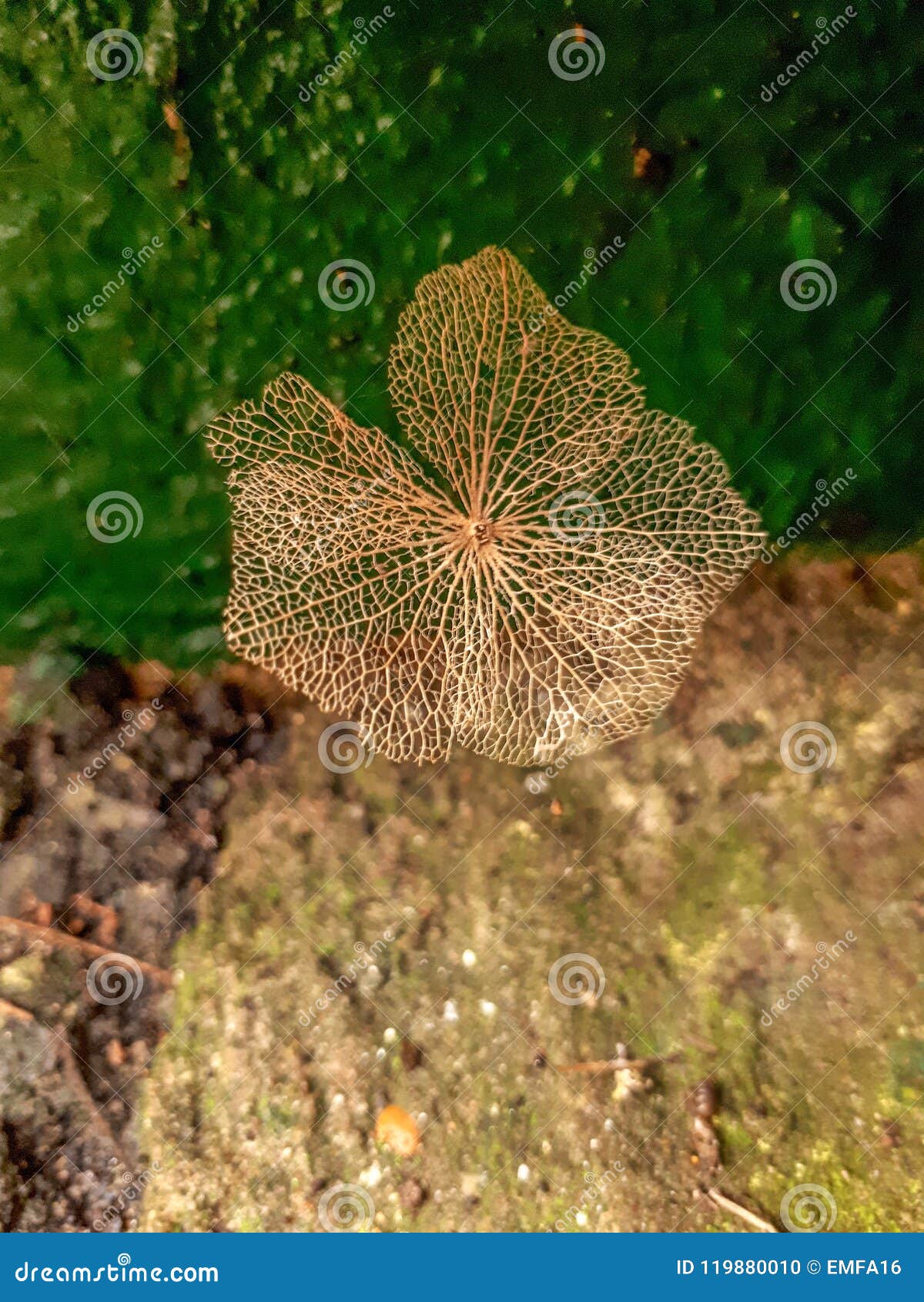 A Skeleton of an Old Dead Leaf Stock Photo - Image of nature, veins ...