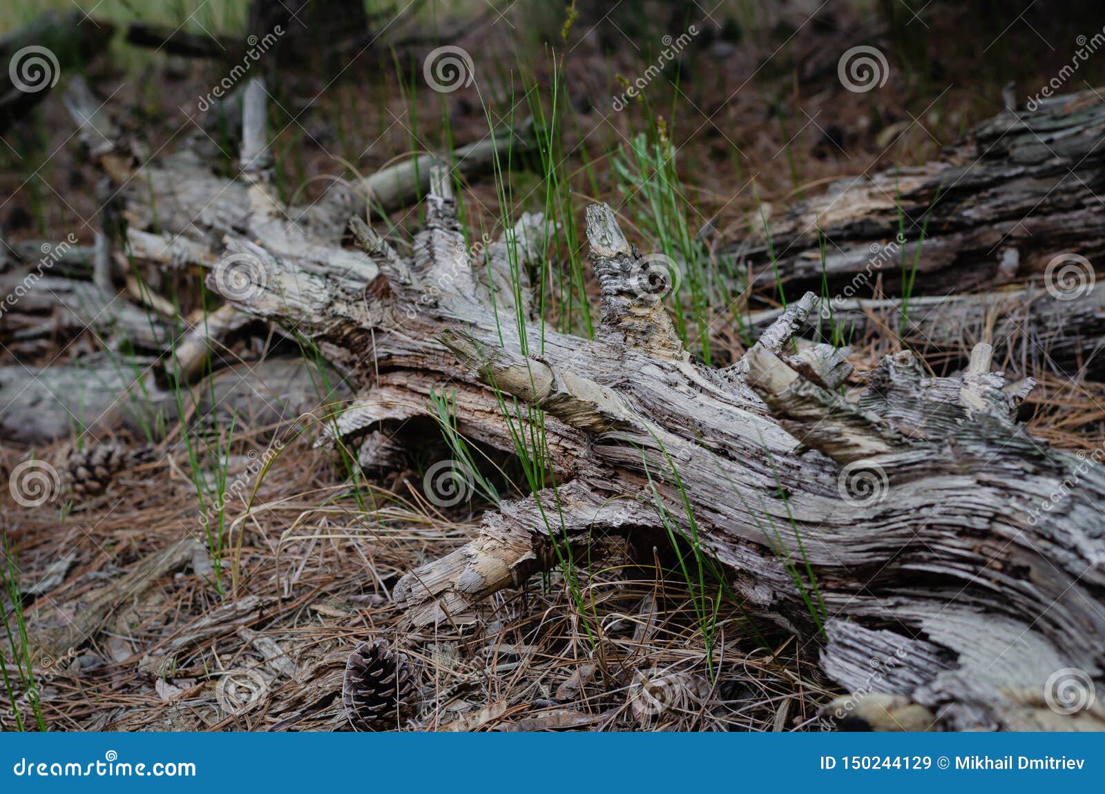 A Rotten Tree Trunk Lies in the Middle of the Forest on the Ground ...