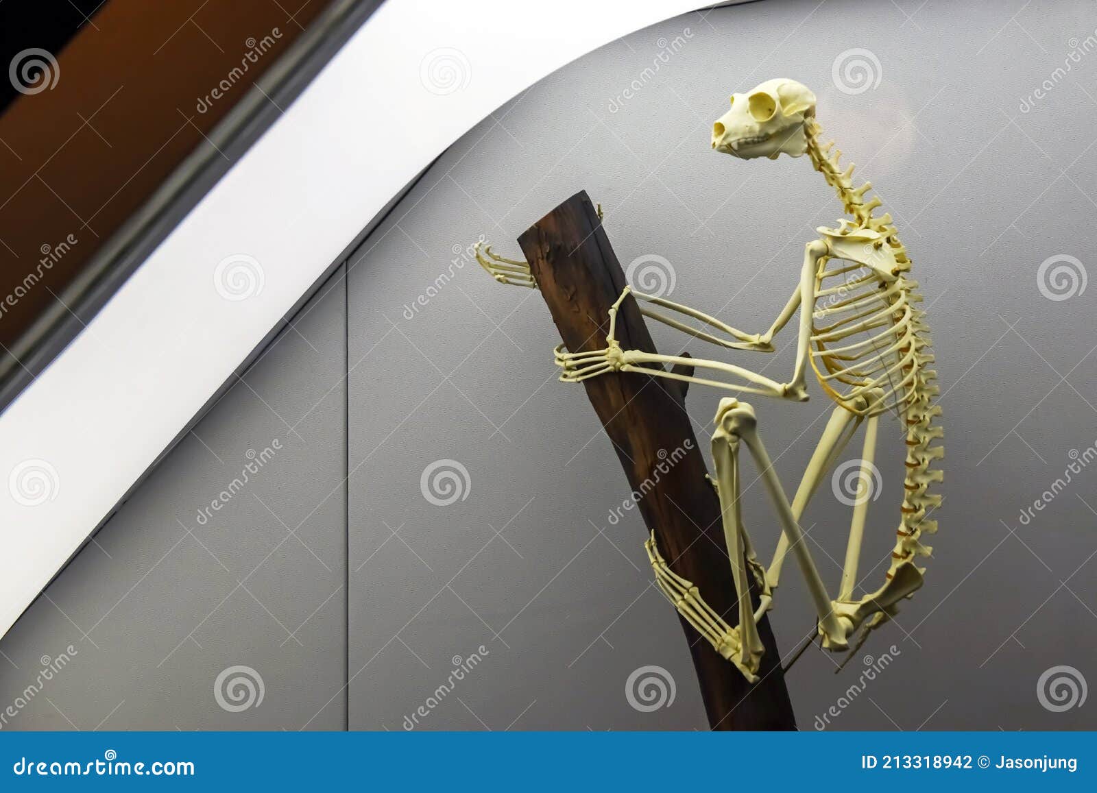 Skeleton of Orangutan in Real Body Stock Photo - Image of fossil ...