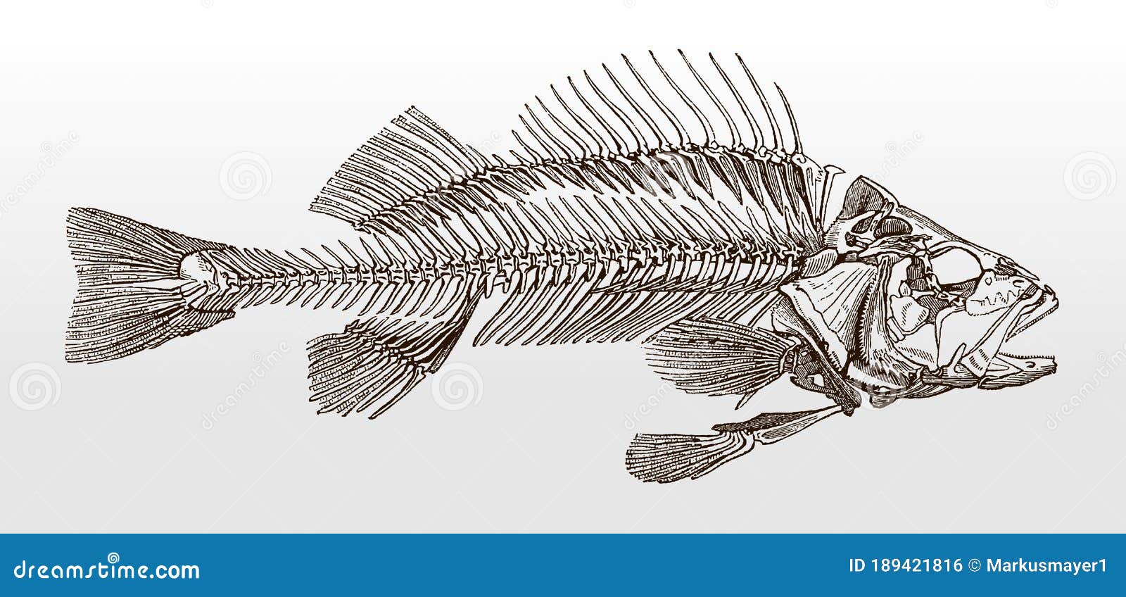 Skeleton of the Perch in Side View Stock Vector - Illustration of ...