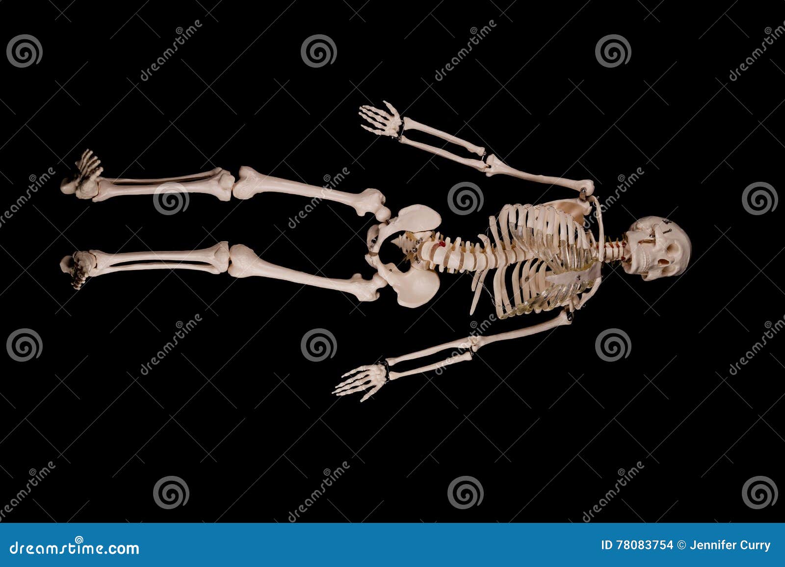 Skeleton stock photo. Image of scary, hand, seasonal - 78083754