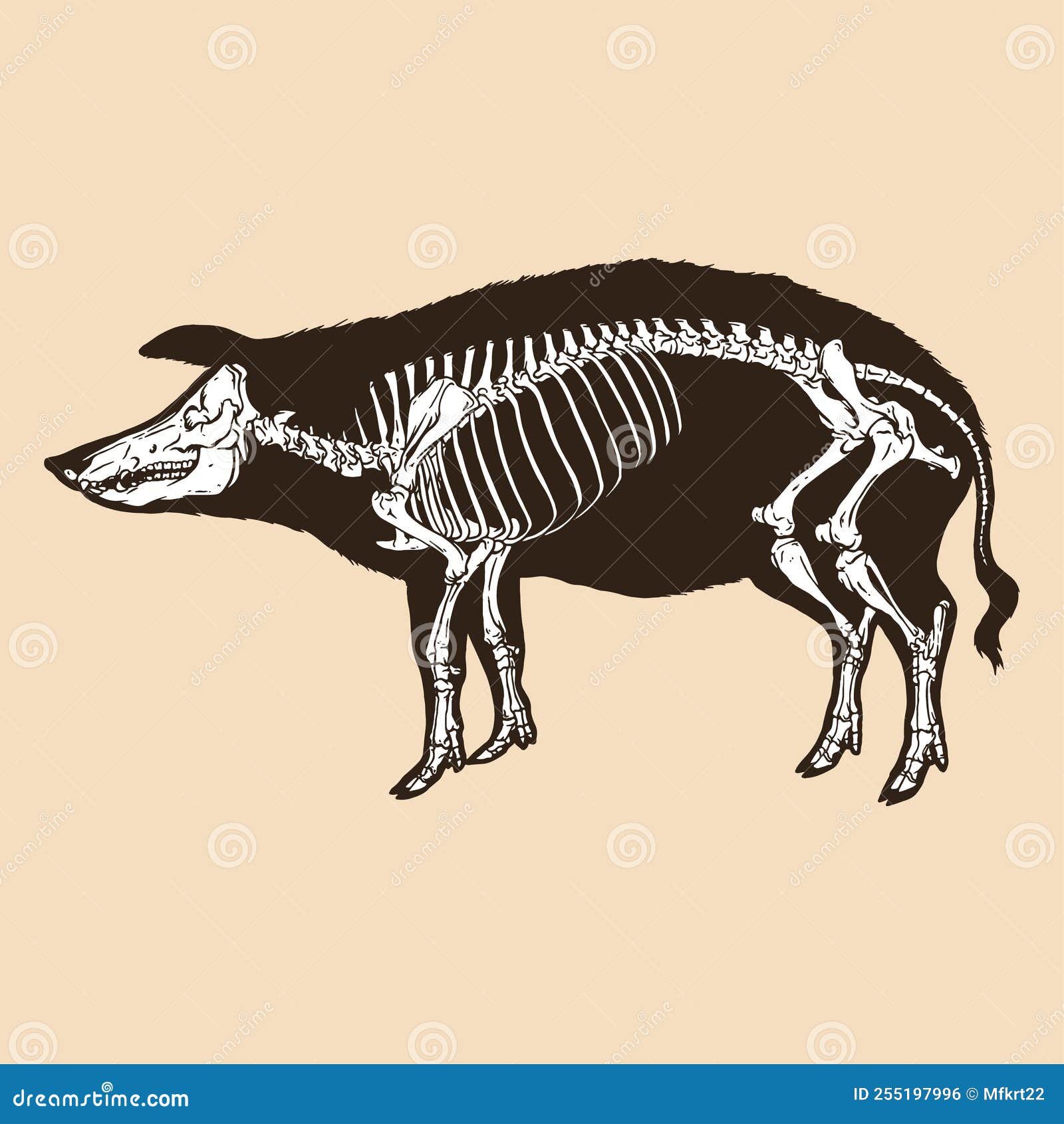Skeleton Pig Vector Illustration Stock Vector - Illustration of animal ...