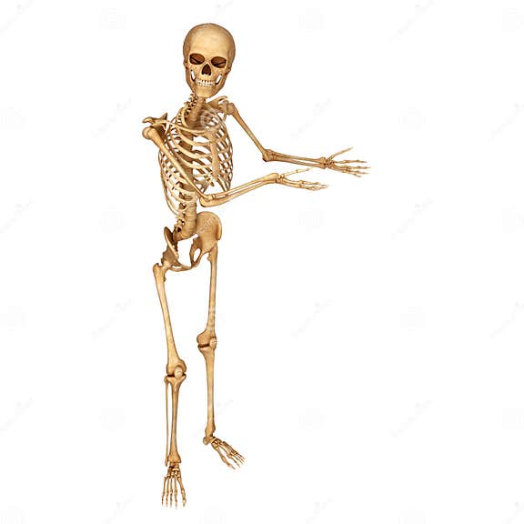 Skeleton Pointing Towards Blank Stock Illustration - Illustration of ...