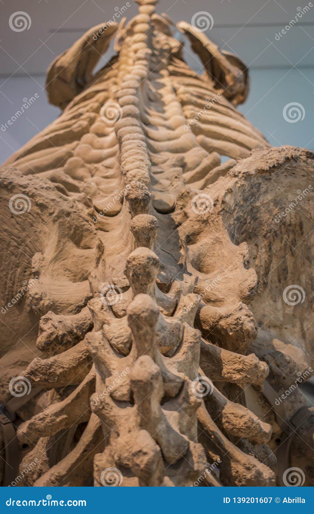 Skeleton From Prehistoric Extinct Bear In Cosmocaixa Museum Editorial ...