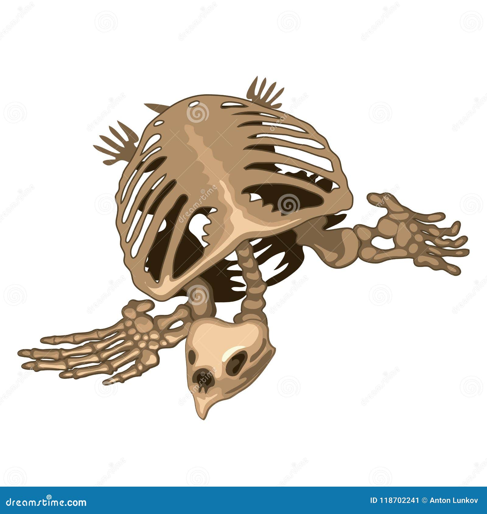 The Skeleton of a Prehistoric Turtle Isolated on White Background ...