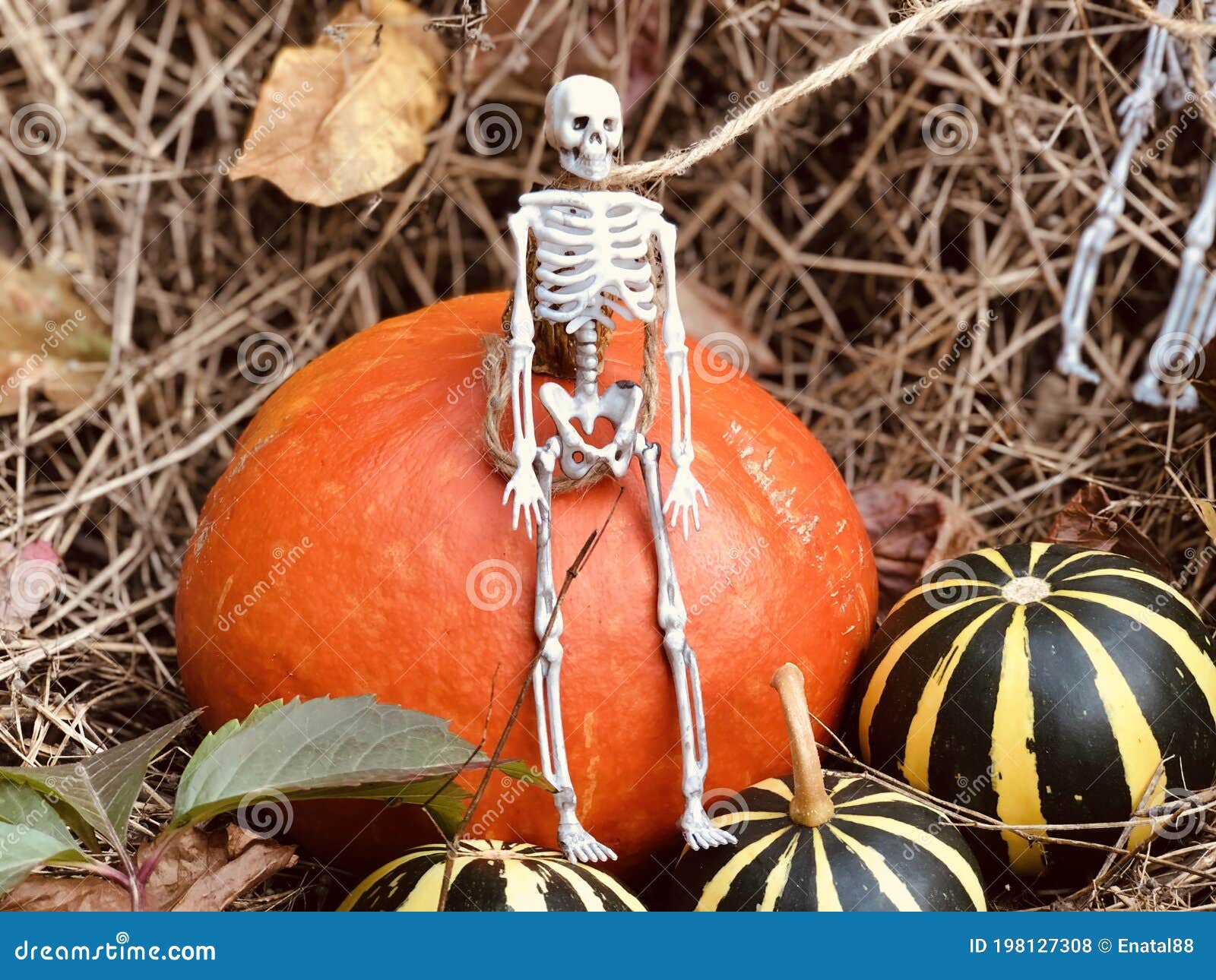 Skeleton with pumpkins stock photo. Image of halloween - 198127308