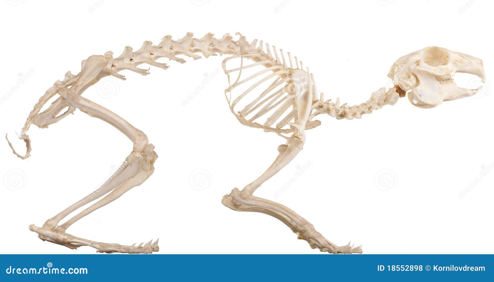 Skeleton of the quadruped stock photo. Image of puss - 18552898