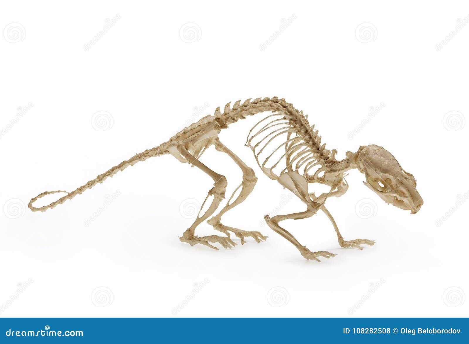 Skeleton of Rat, an Allowance of Rodent Zoology. Stock Photo - Image of ...