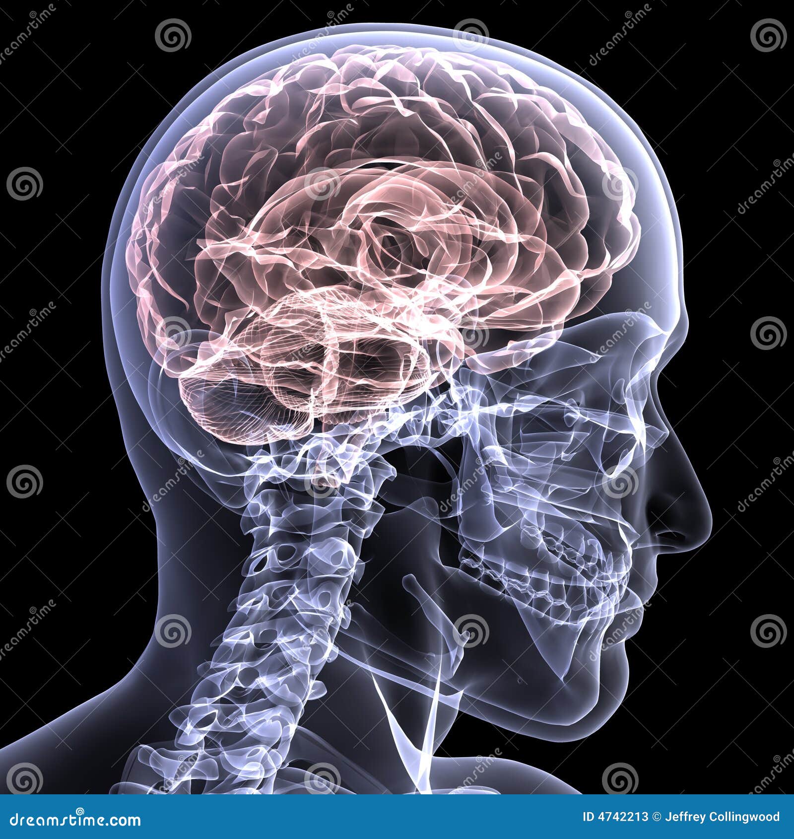 Skeleton X-Ray - Brain 1 stock illustration. Illustration of innovation ...