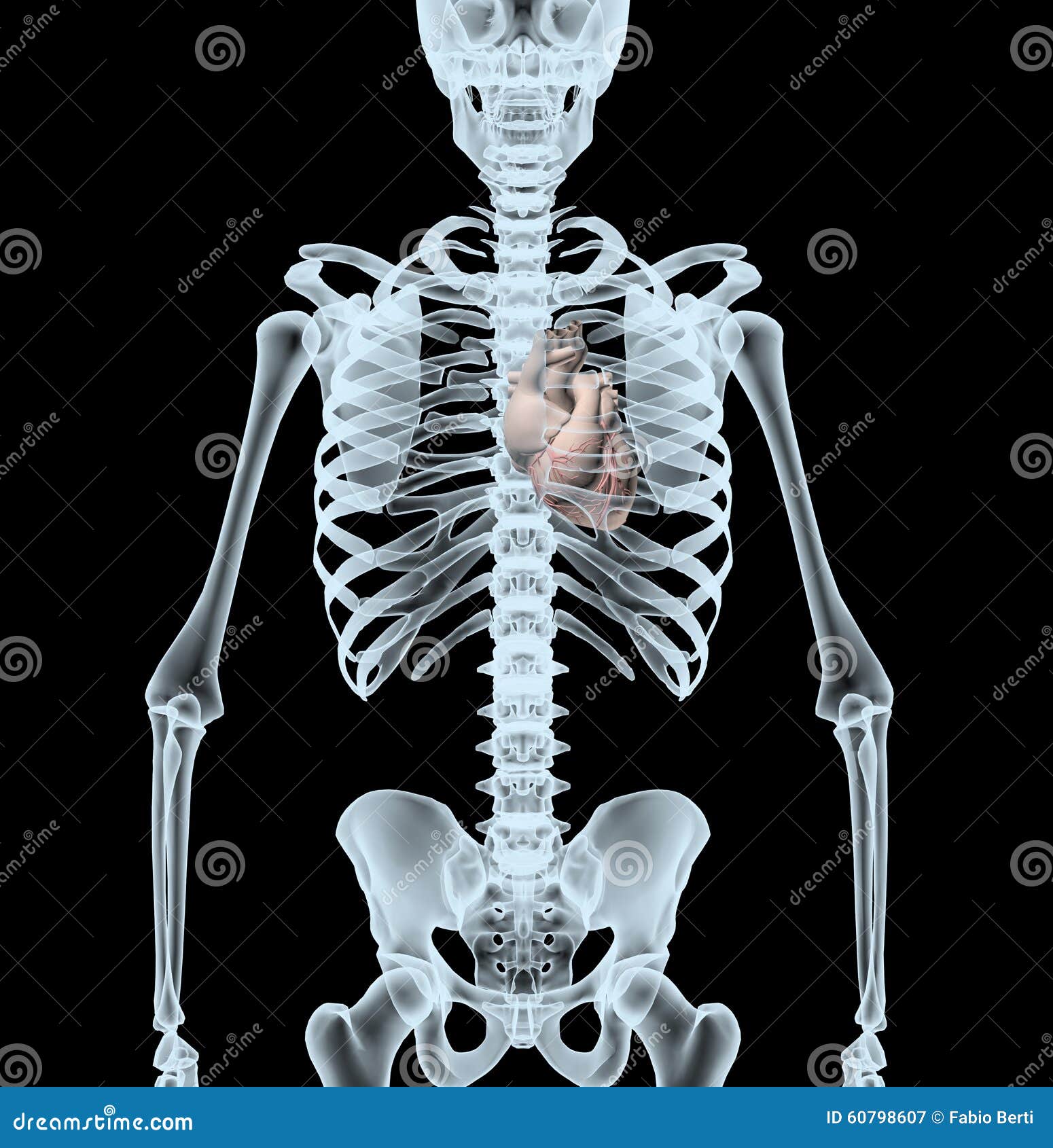 Skeleton X-Ray Displaying Heart Stock Illustration - Illustration of ...