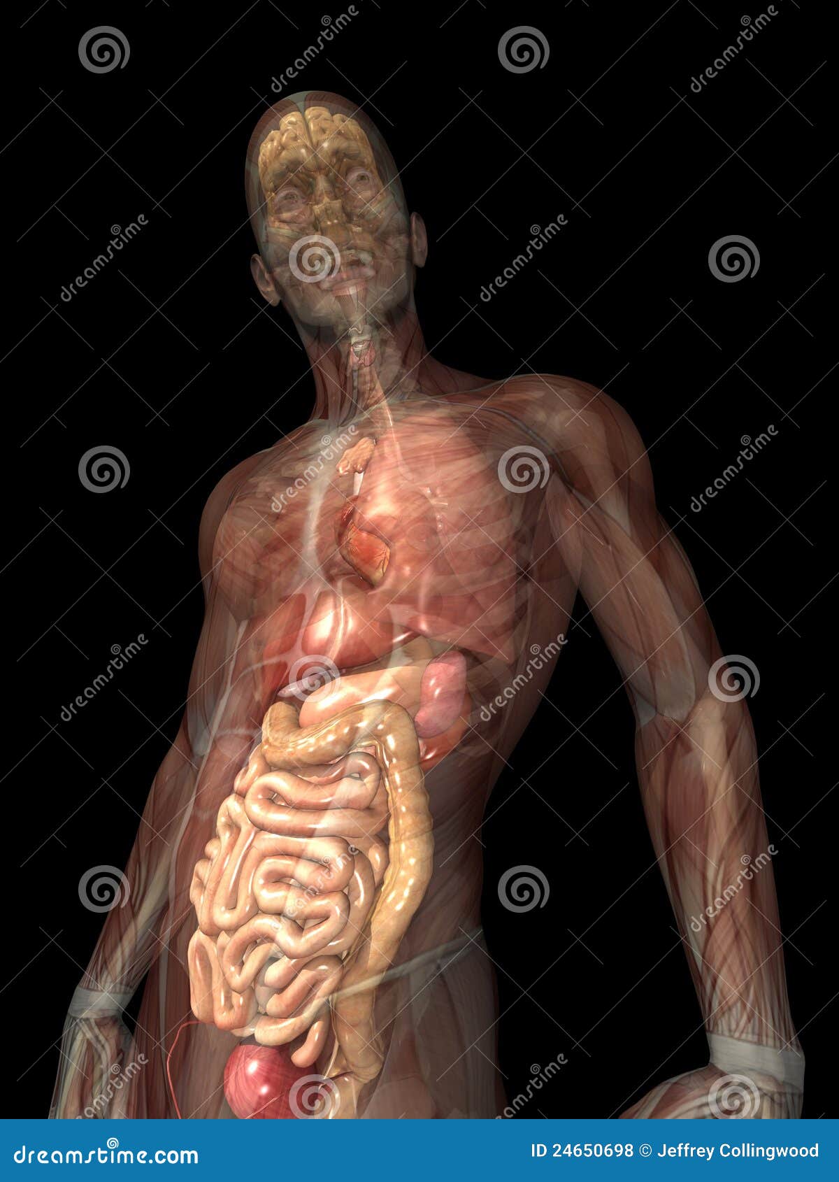 Skeleton X-Ray - Internal Organs Stock Illustration - Illustration of ...