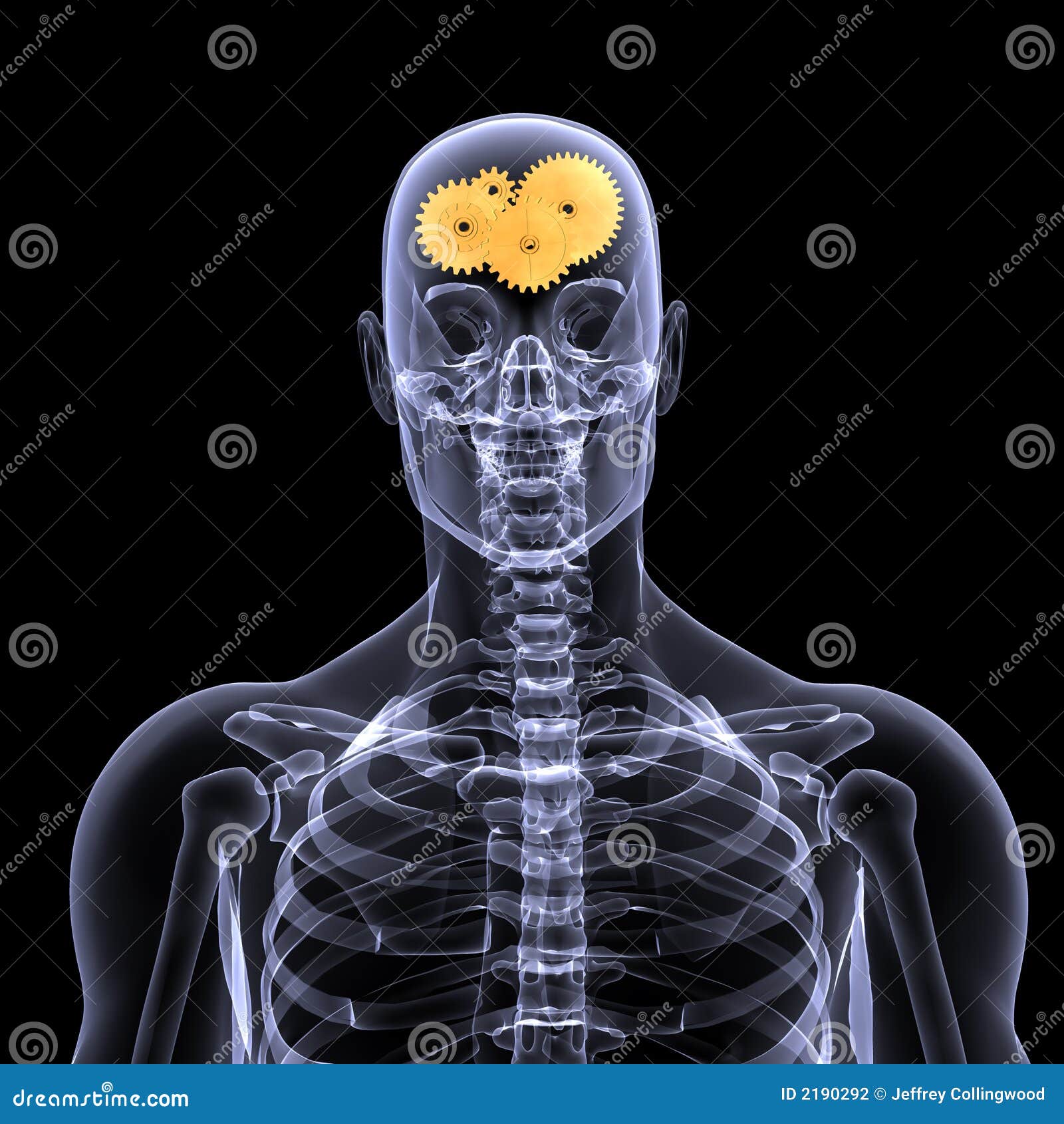 Skeleton X-Ray - Wheels a Turn Stock Illustration - Illustration of ...