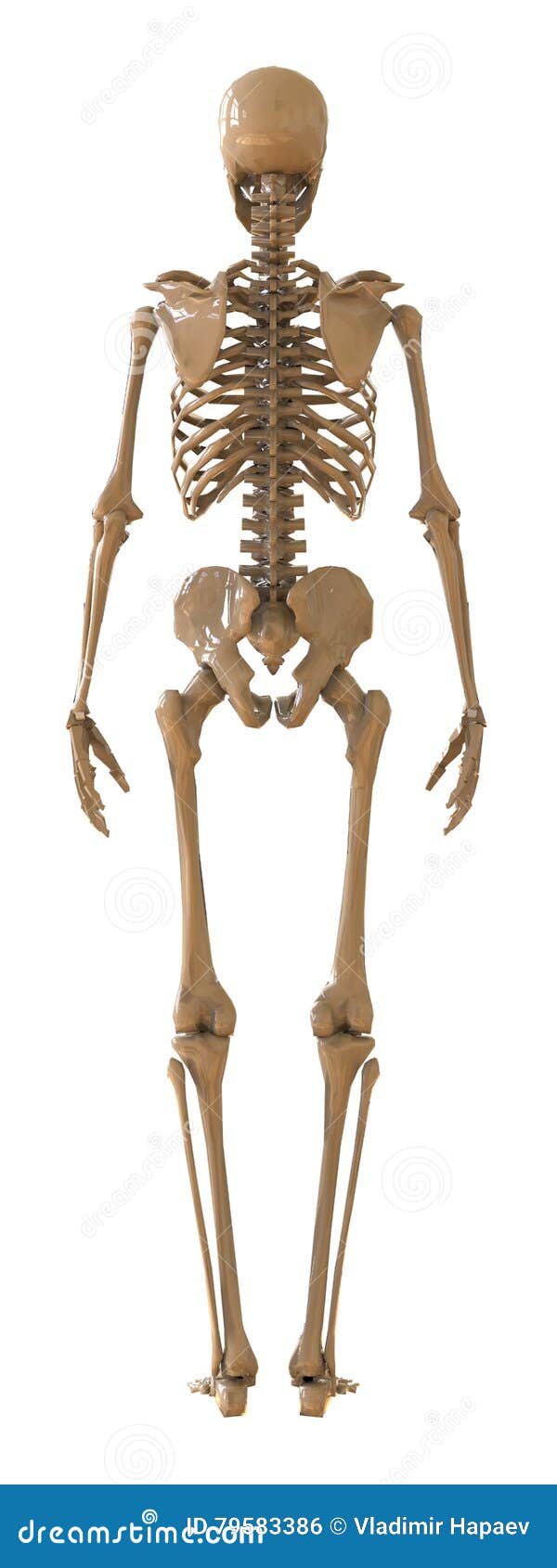 Skeleton Rear View. Plastic Layout of the Human Skeleton on White ...