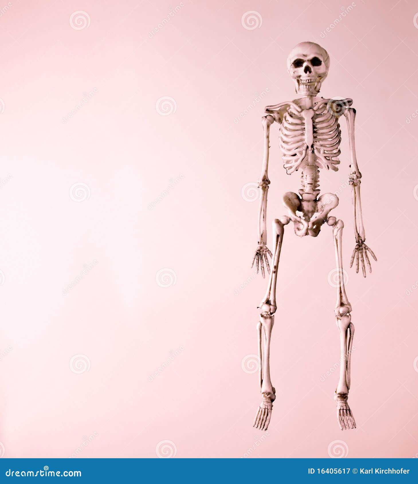 Skeleton on a Red Background Stock Image - Image of isolated, skeleton ...