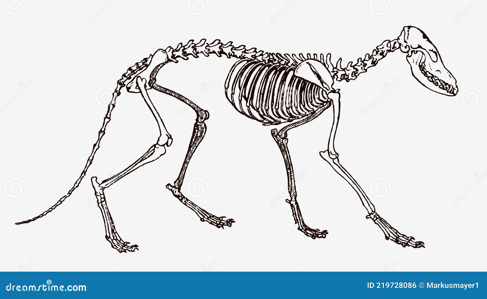 Skeleton Of Red Fox, Vulpes In Profile View Vector Illustration ...