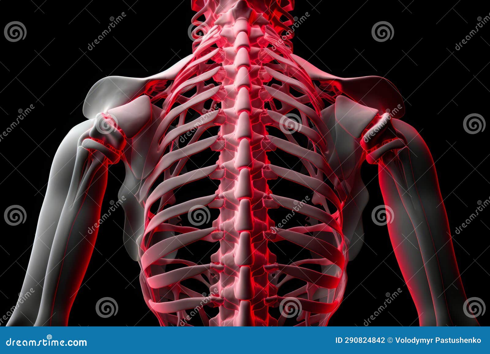 Skeleton with Red Highlighted Back and Arms and Shoulder. Generative AI ...