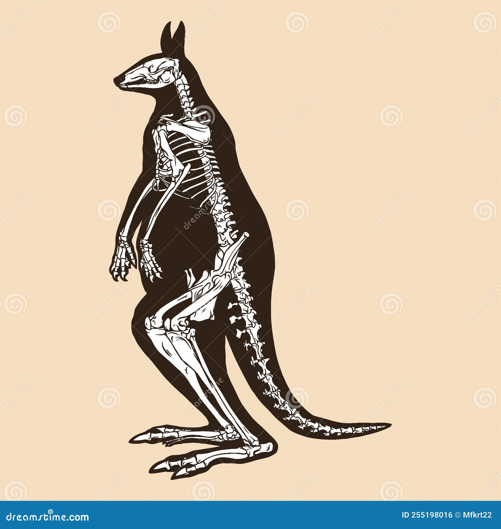 Skeleton Red Kangaroo Vector Illustration Stock Vector - Illustration ...