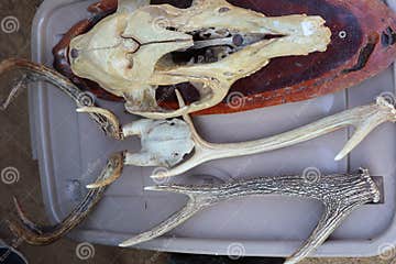 The Skeleton is a Rigid Structure that is Used. Support and Protect the ...