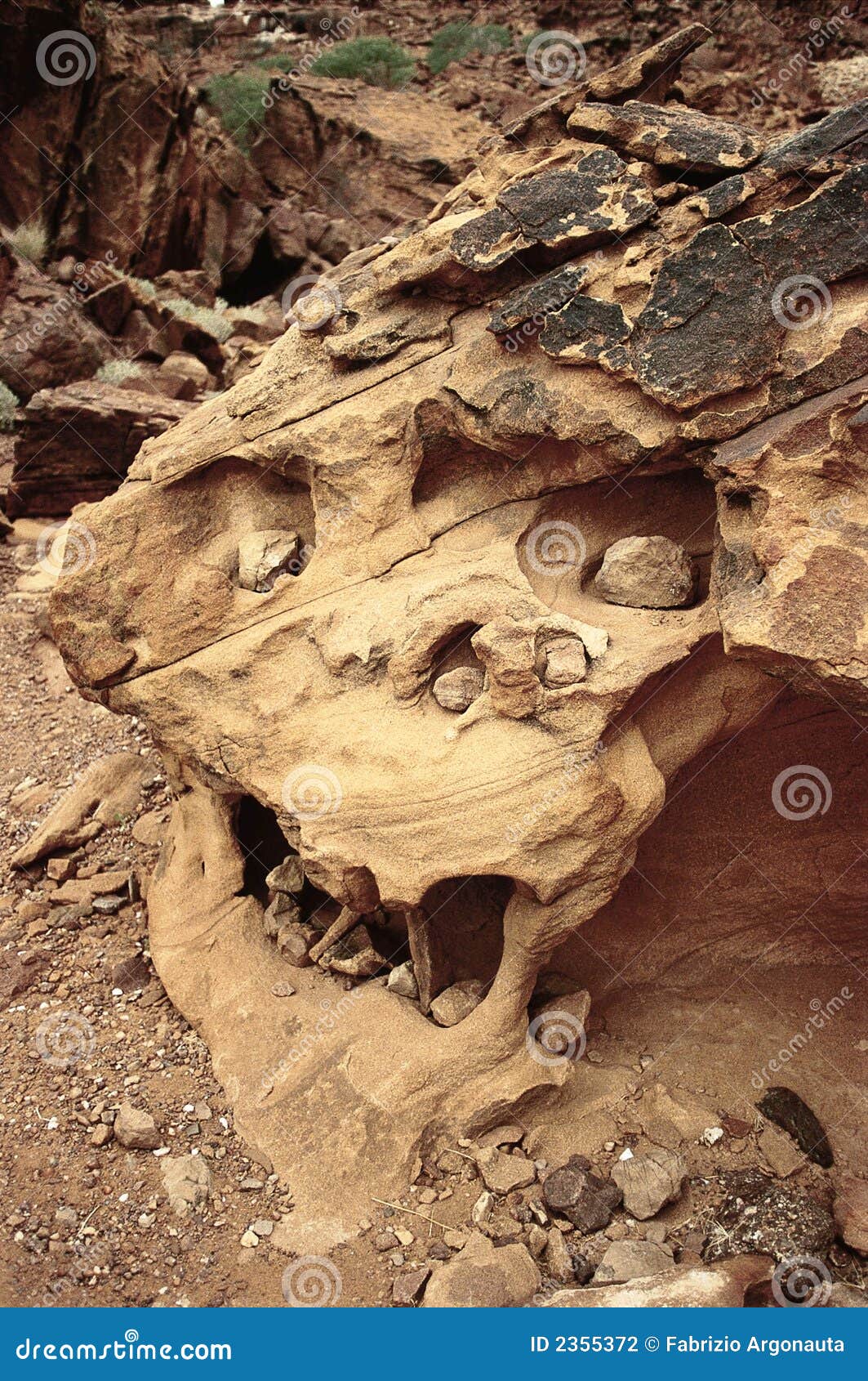 Skeleton rock stock photo. Image of desert, cranium, south - 2355372