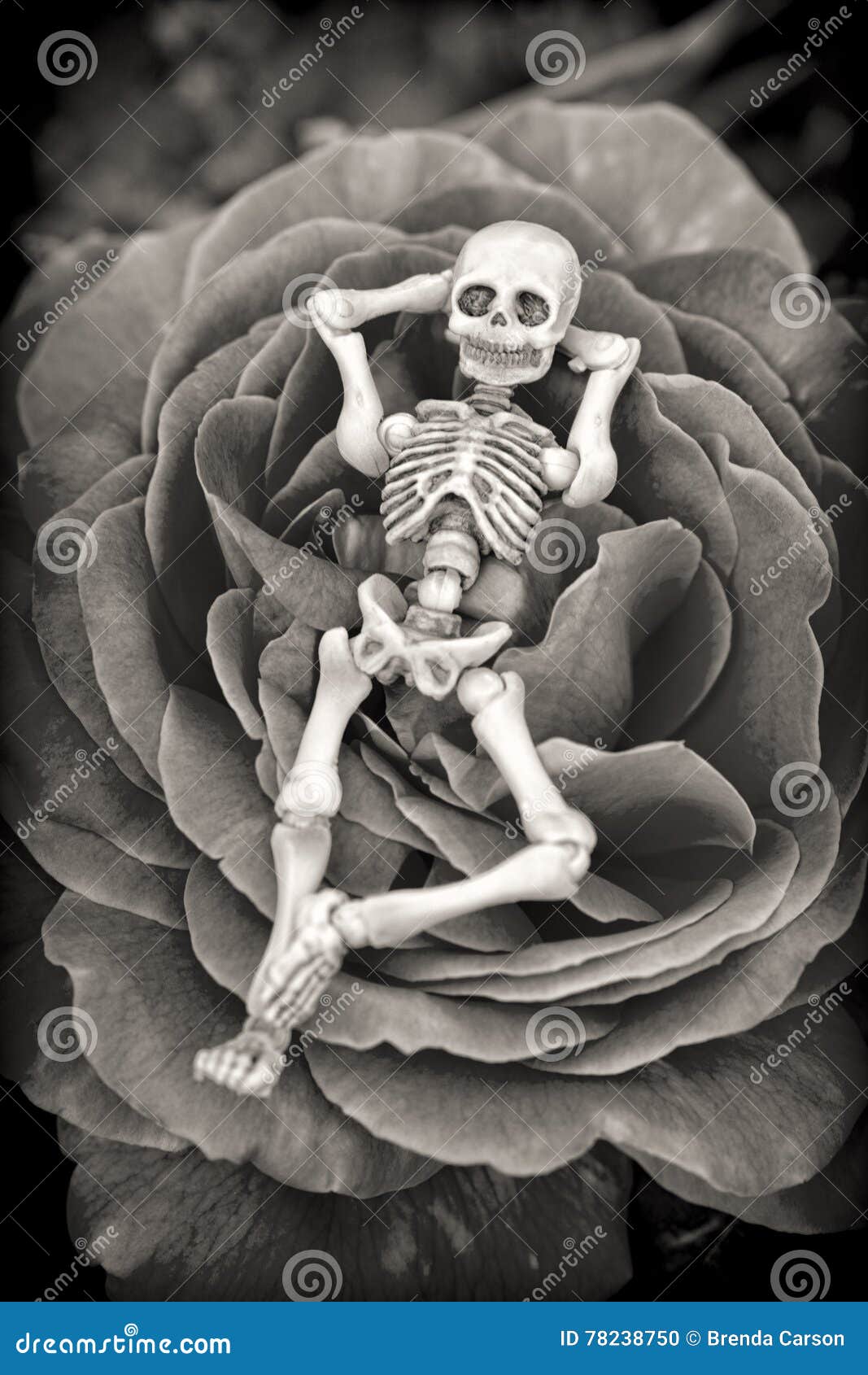 Skeleton Rose stock photo. Image of macabre, flower, rose - 78238750