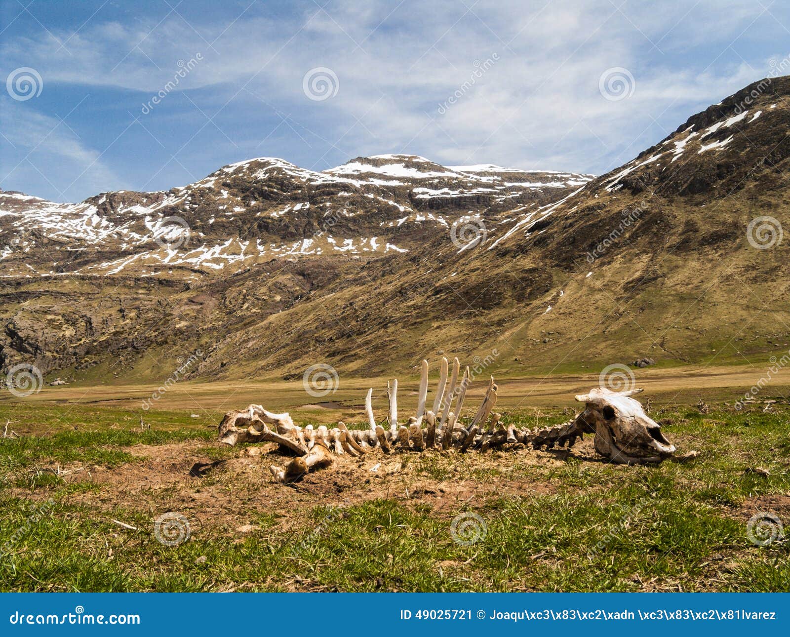 Rumiant Skeleton Stock Photos - Free & Royalty-Free Stock Photos from ...