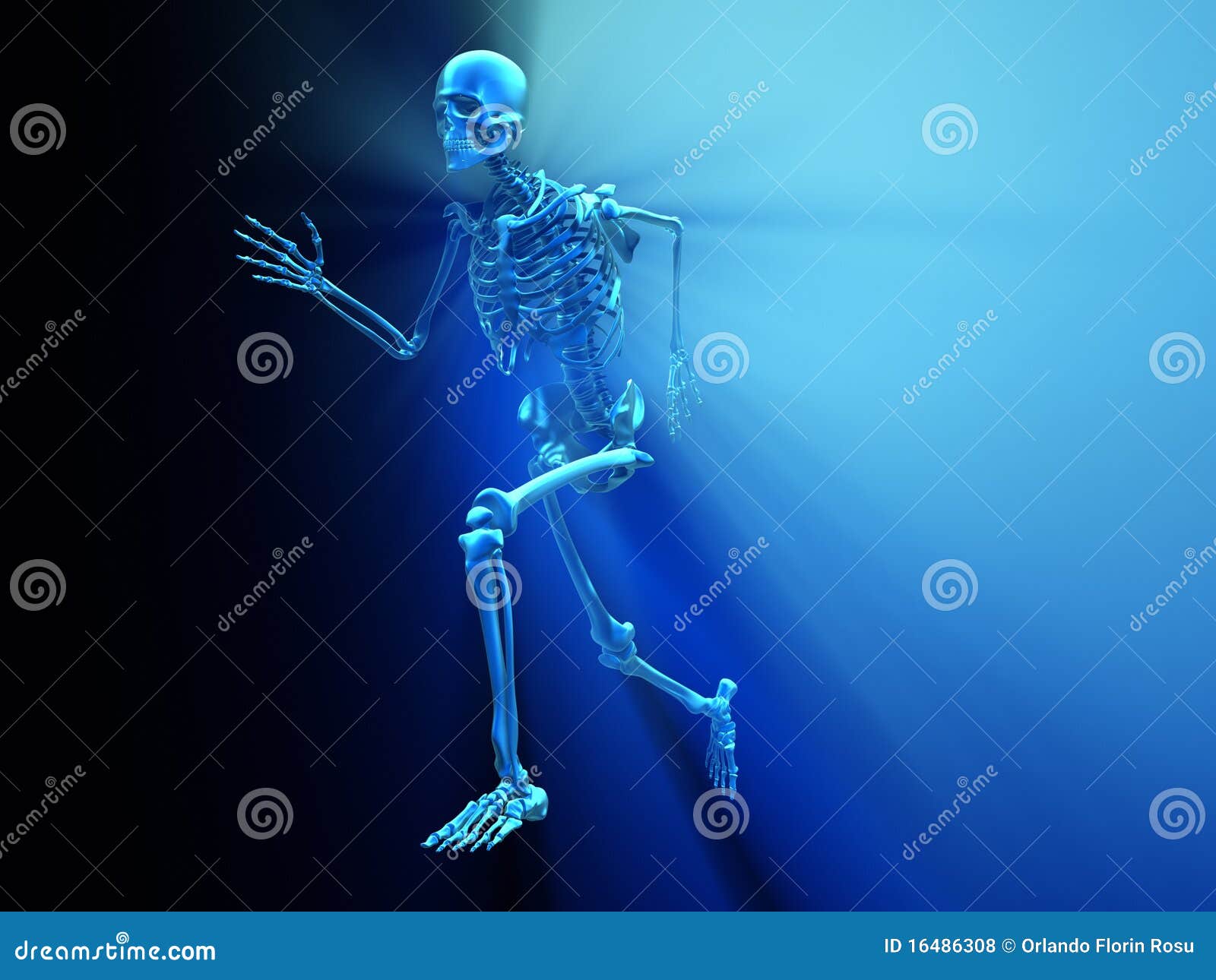 Skeleton running stock illustration. Illustration of bones - 16486308