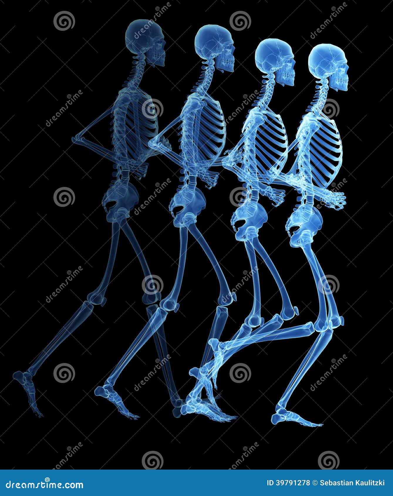 The skeleton stock illustration. Illustration of bones - 39791278