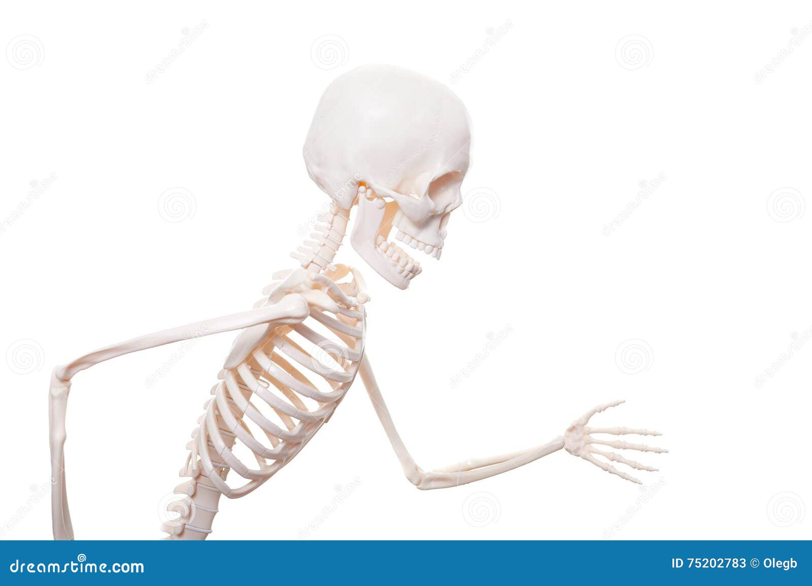 Skeleton Running Isolated on the White Stock Image - Image of horror ...