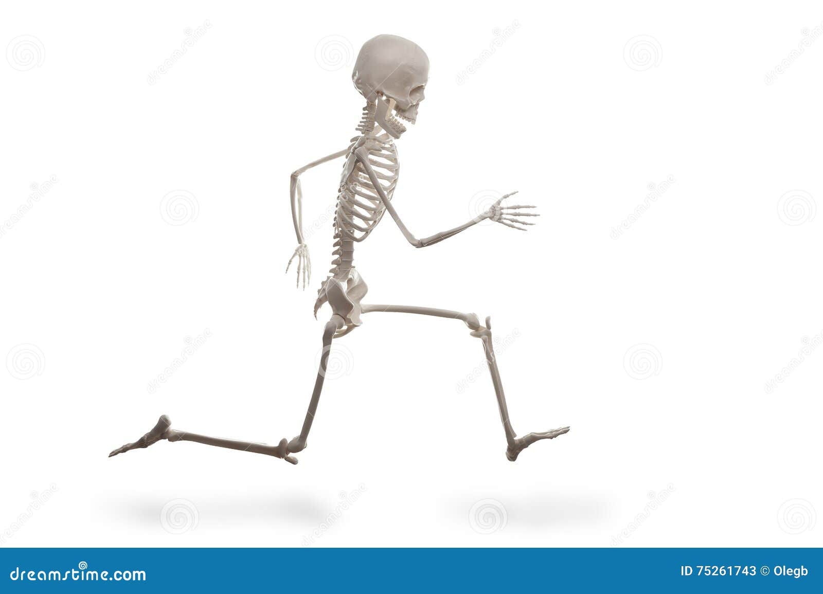 Skeleton Running Isolated on the White Stock Image - Image of backbone ...