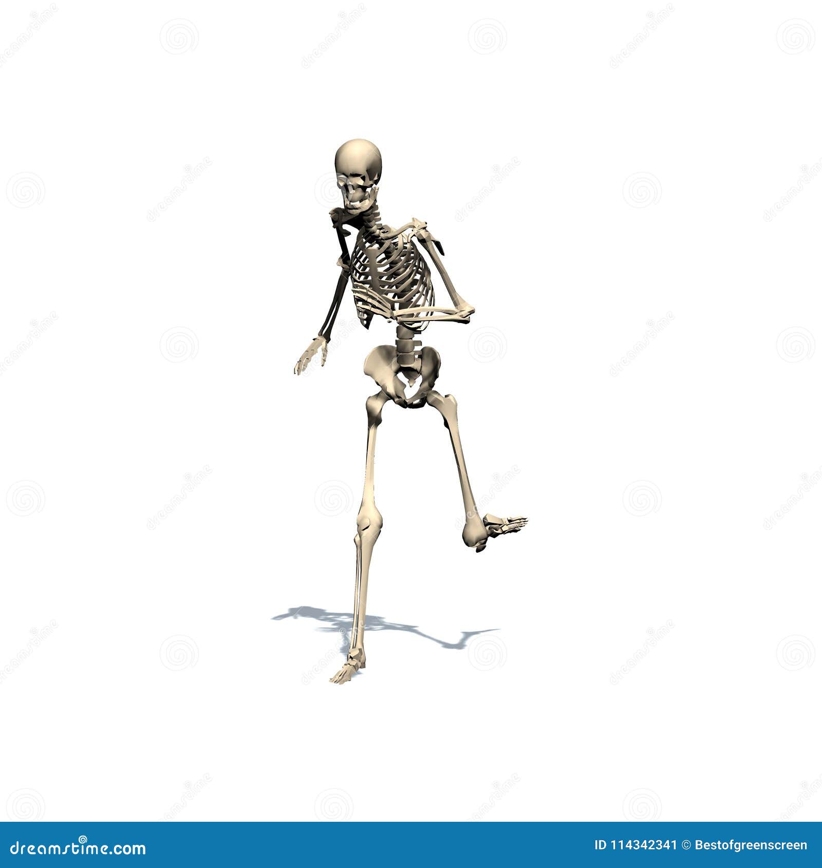 Skeleton Crawls - Isolated On White Background Royalty-Free Stock ...